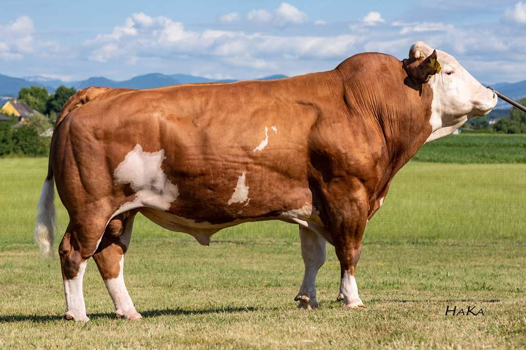Simmental France | Fiches Taureaux