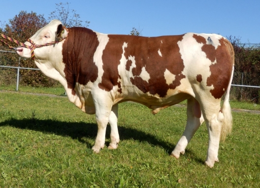 Simmental France | Fiches Taureaux